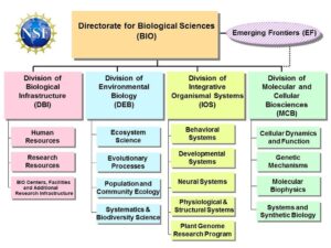 Bio Directorate Org Chart – Charts | Diagrams | Graphs