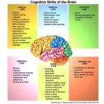 Brain Functions – Charts | Diagrams | Graphs
