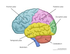 Brain Structure Representation – Charts | Diagrams | Graphs