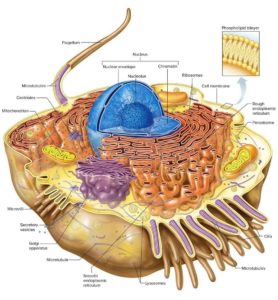 Cell Structure – Charts | Diagrams | Graphs