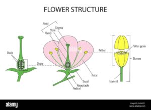 Flower Structure Biology Diagram – Charts | Diagrams | Graphs