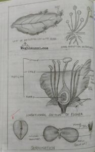 Longitudinal Section Biology – Charts | Diagrams | Graphs