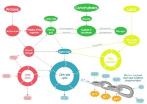 Metabolic Processes – Charts | Diagrams | Graphs