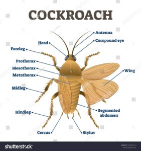 Parts Of A Cockroach – Charts | Diagrams | Graphs