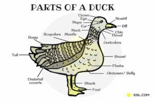 Parts Of A Duck – Charts | Diagrams | Graphs