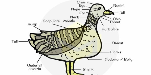 Charts – Charts | Diagrams | Graphs