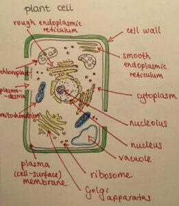 Plant Cell Draw In Sticky Notes – Charts | Diagrams | Graphs