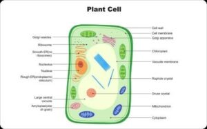 Plant cell explained – Charts | Diagrams | Graphs