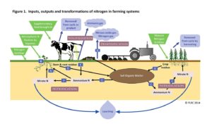 Soil Nitrogen Cycle – Charts | Diagrams | Graphs