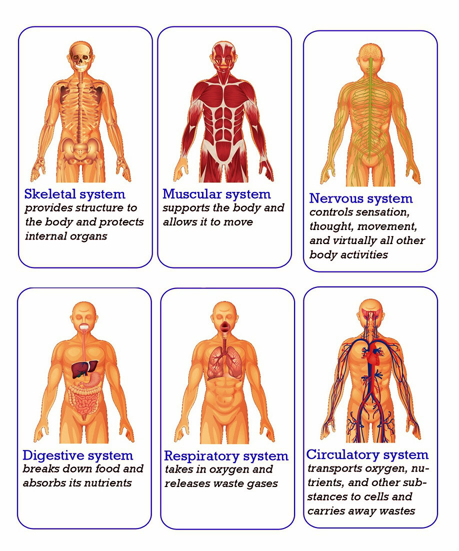 Human Organs Charts